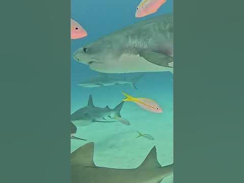 Tiger Shark eye #shark #sharks #sharkweek #ocean #explore #adventure #sealife Tiger Beach - YouTube