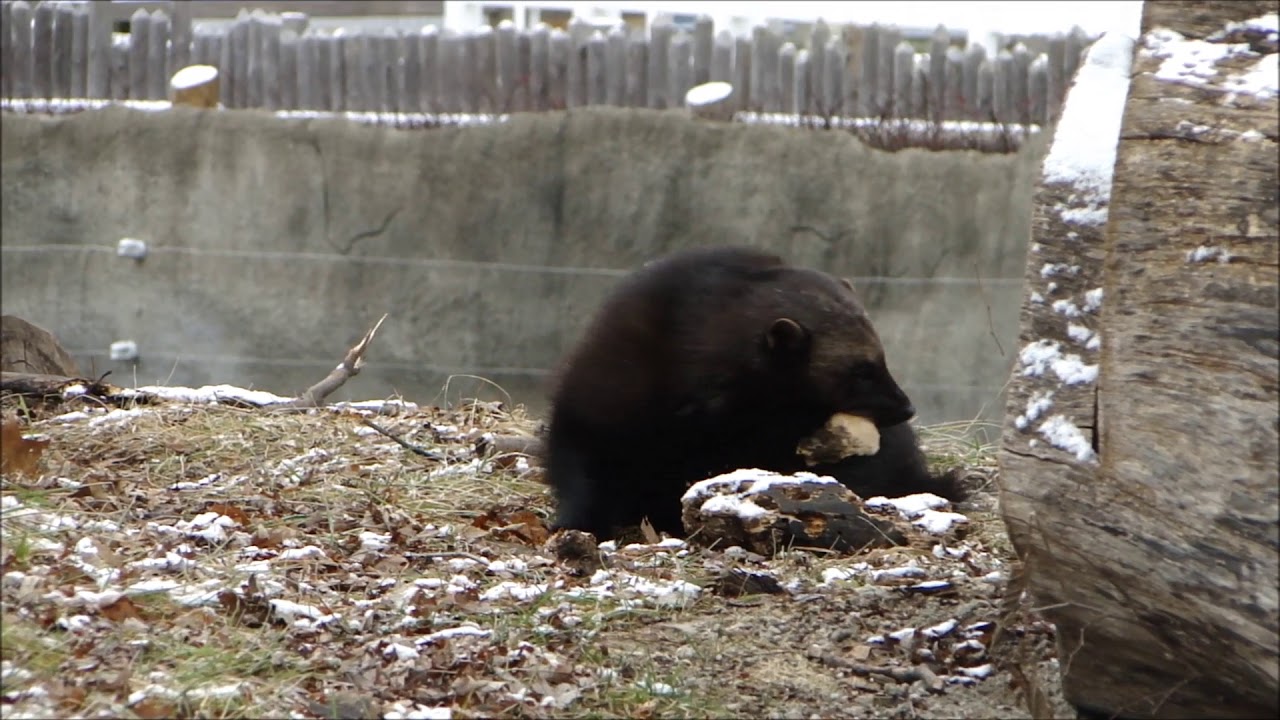 Detroit Zoo: Wolverine Exhibit - YouTube