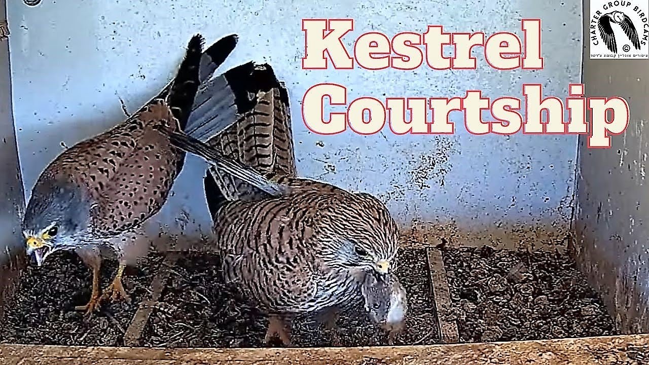 Male Kestrel Shows Love with Mouse Gift to Female at Nest Box - YouTube