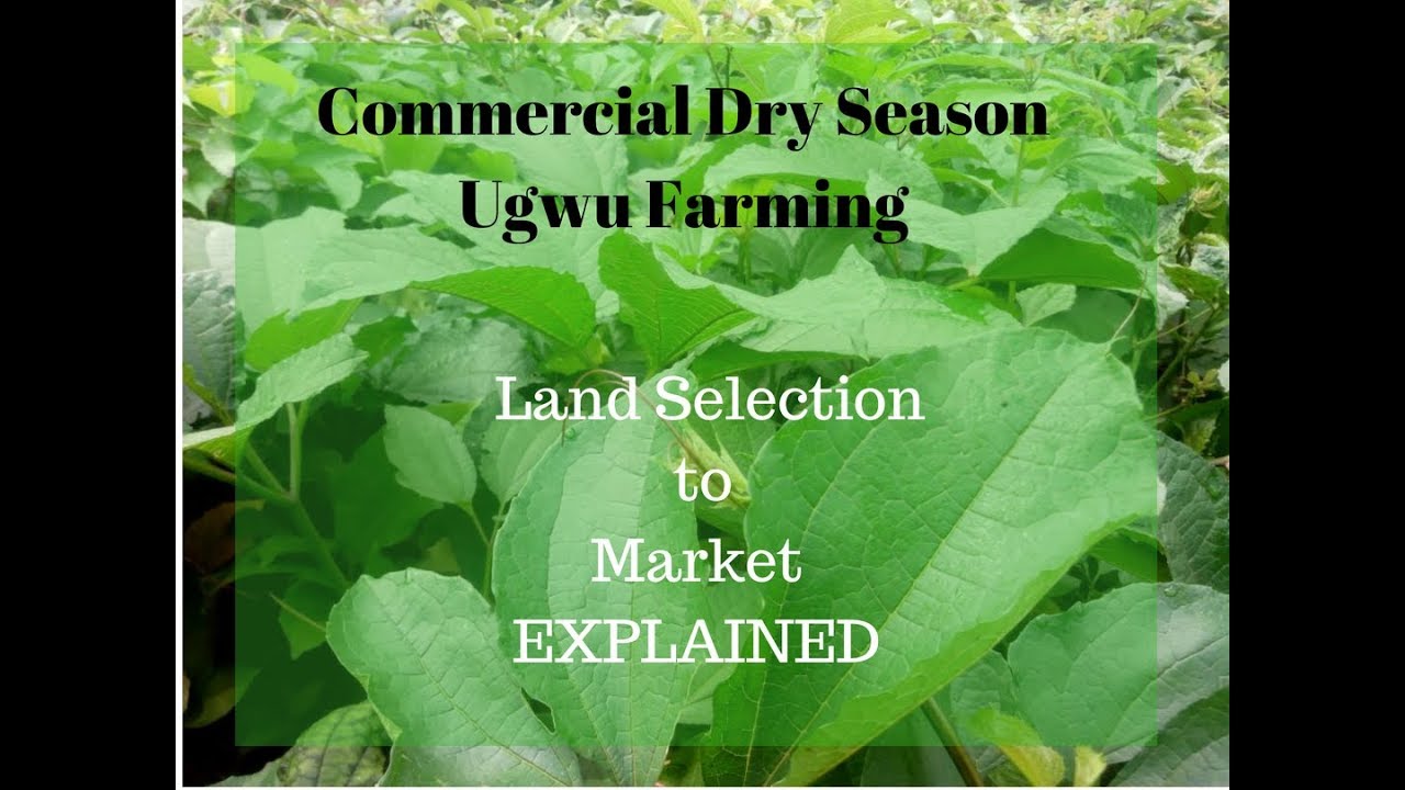 Guide to Commercial Dry Season Ugwu Farming - YouTube