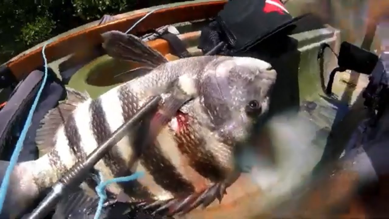 Shallow Water Spearfishing - Sheepshead / Mangrove Snapper / Cubera ...
