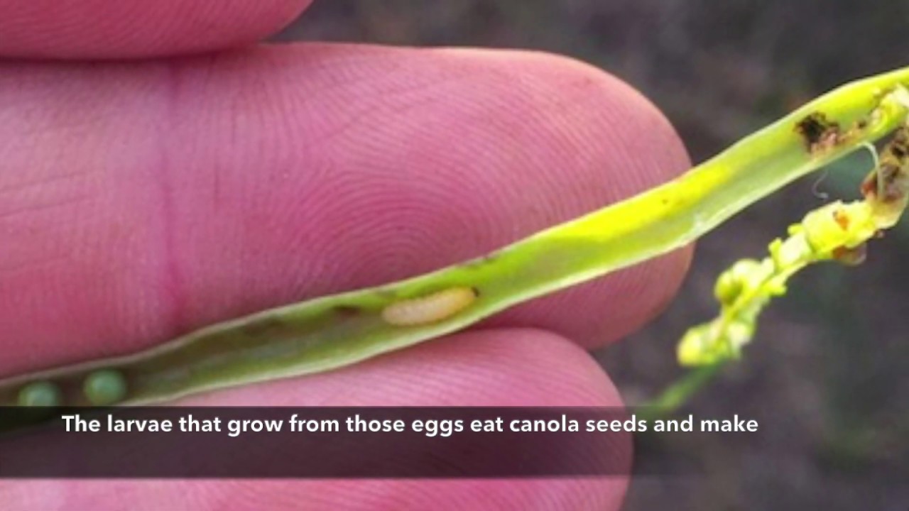 Canola Watch: Cabbage Seedpod Weevil - YouTube