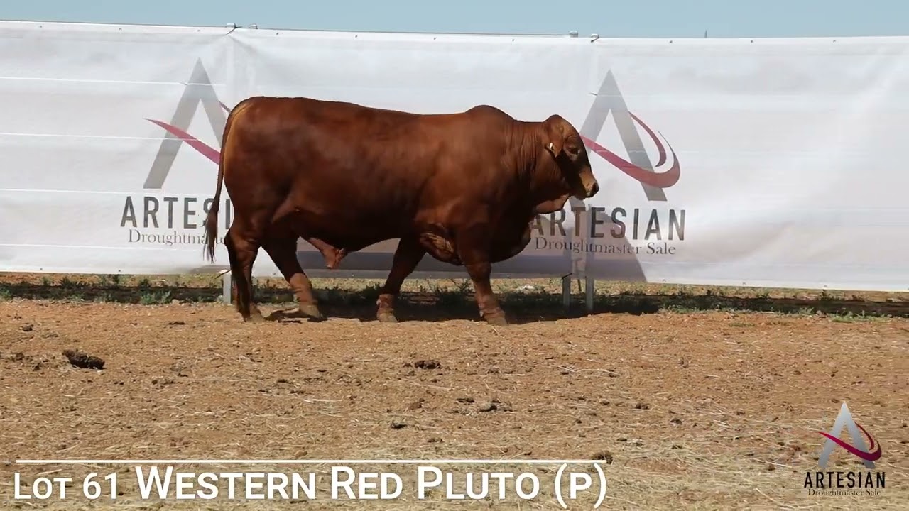 Lot 61 Western Red Pluto - YouTube