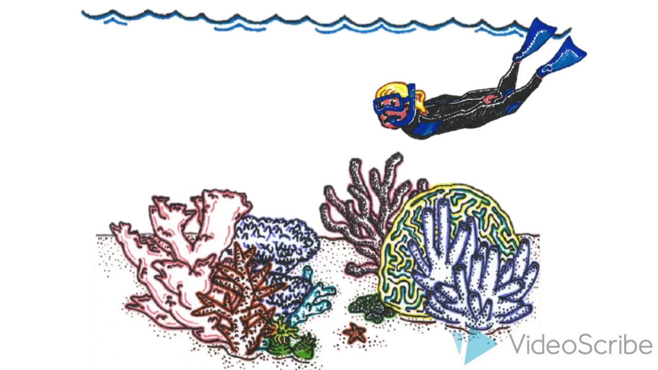 Coral Bleaching Made Simple: An Animation - YouTube