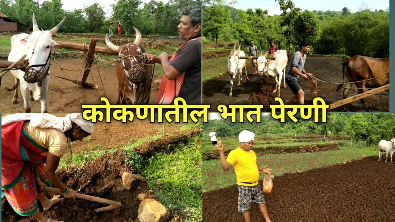 कोकणातील शेती भात पेरणी | भात पेरणीची पारंपारिक पद्धत kokanatil Sheti ...