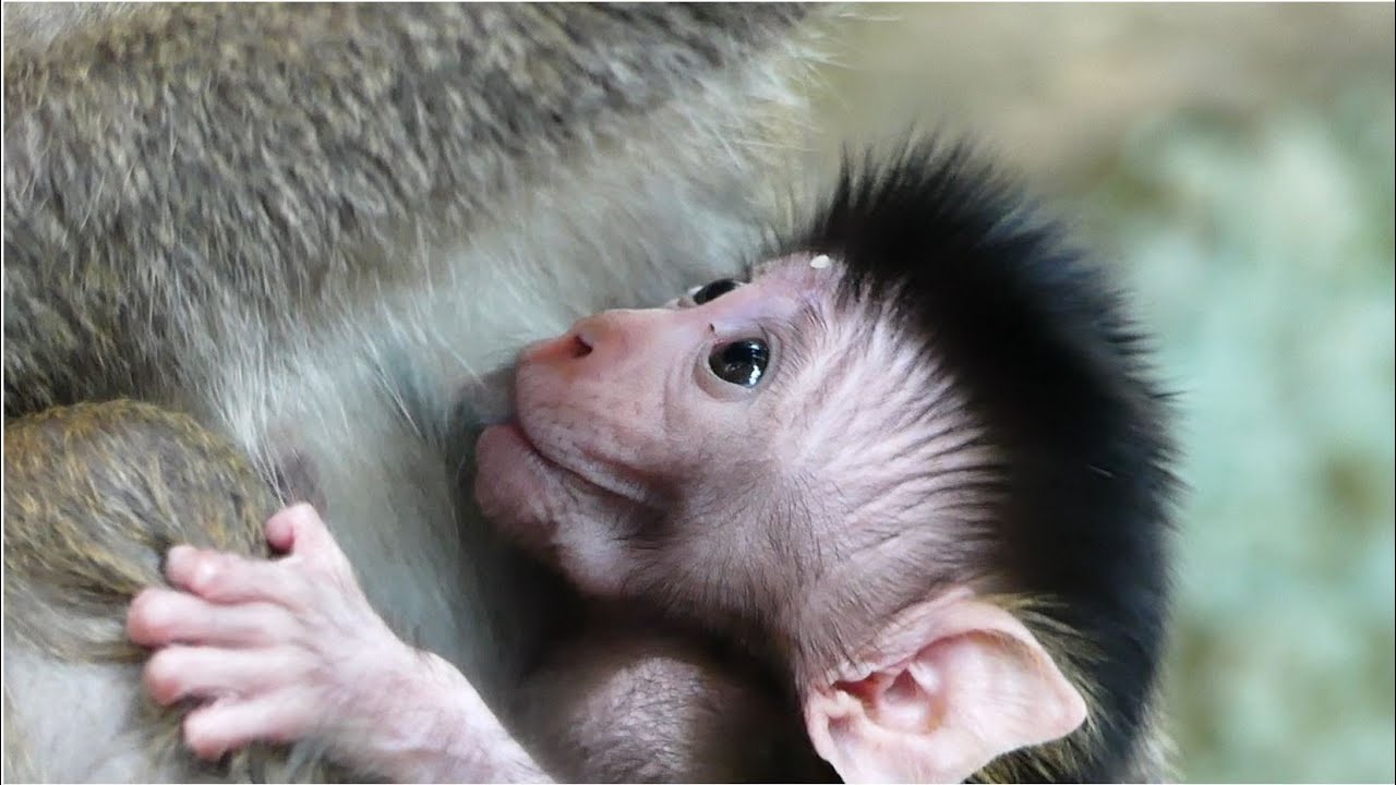 Baby Monkey Ayla Change Fur Color Become Gold. Her Skin Still Red and ...