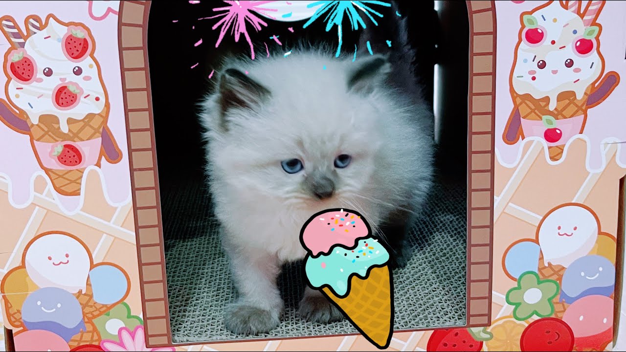 Ragdoll Kittens turn 5 weeks old - YouTube