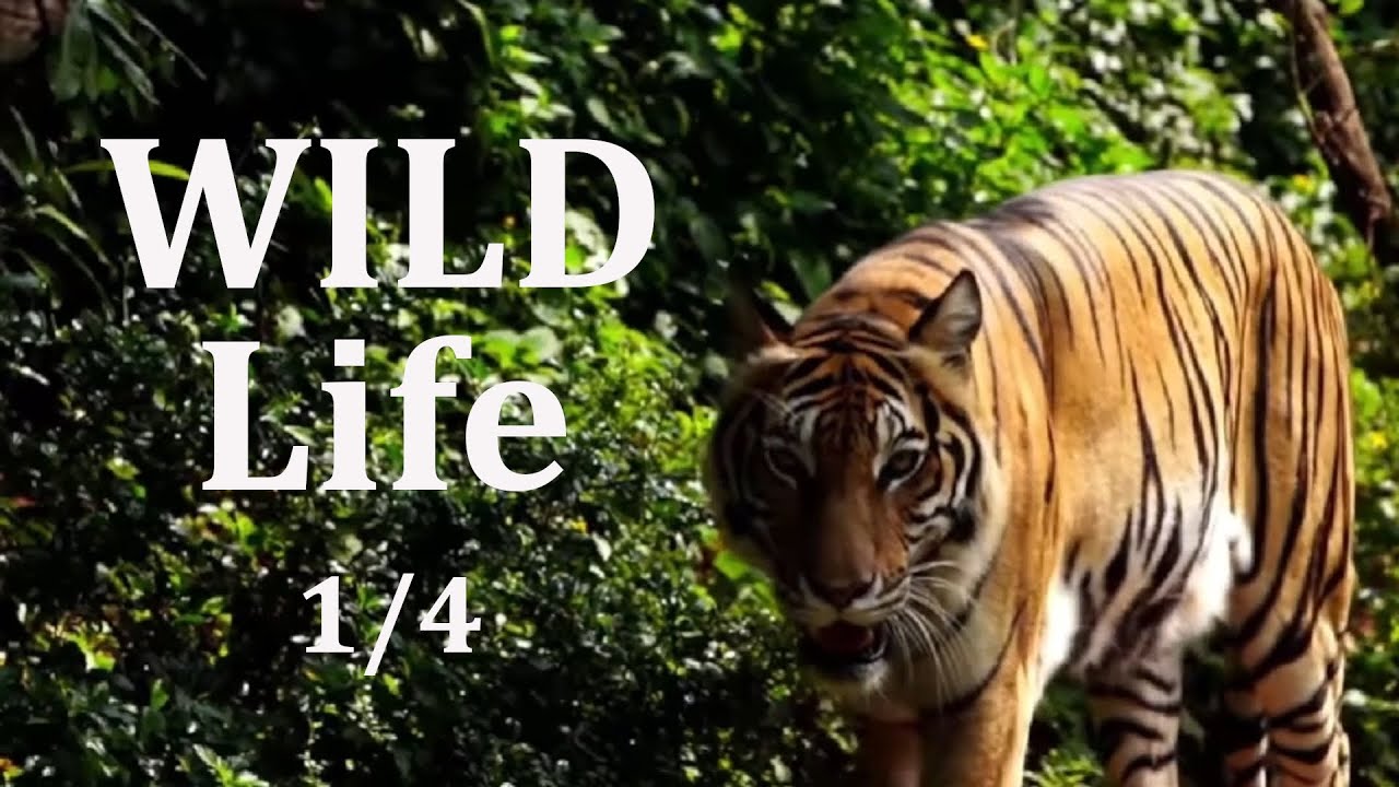 Wild Life (Tiger, Elephants, Monkeys...) - YouTube