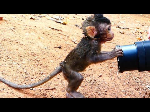 Update : baby monkey Lucas - YouTube