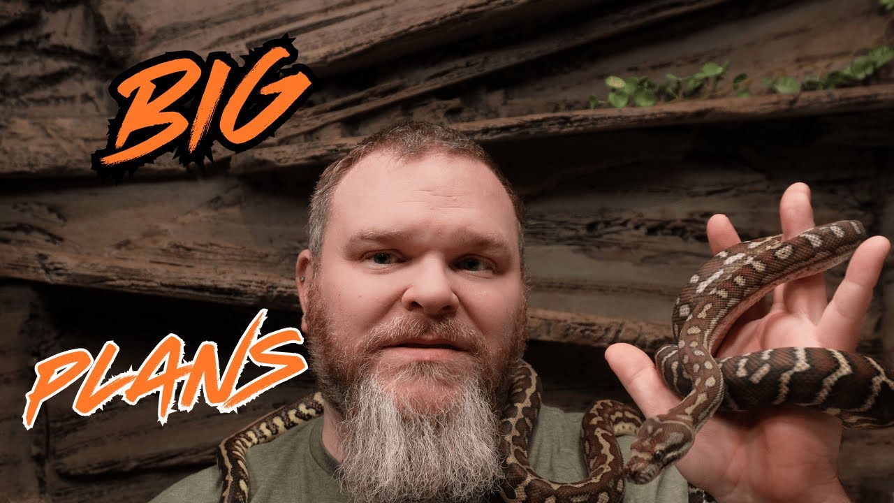 Making My Bredli Pythons the Stars of 2025! - YouTube