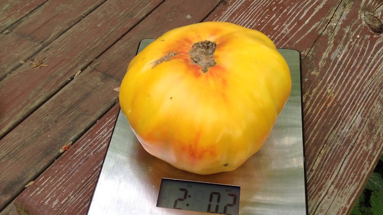 Huge 2 Pound Gold Medal Tomato 2017 ** MUST SEE** - YouTube
