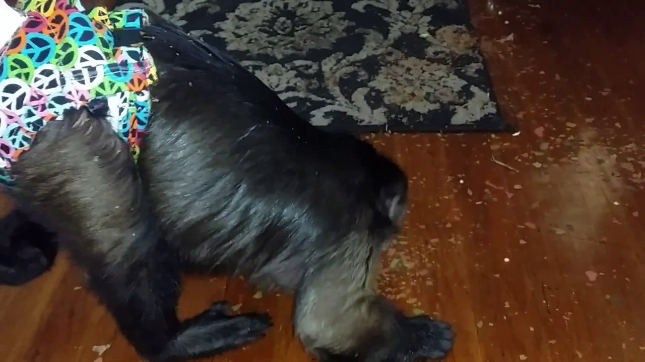 Capuchin monkey makes a mess - YouTube