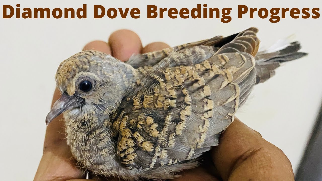 Diamond Dove breeding progress || Diamond Dove breeding 2024 - YouTube