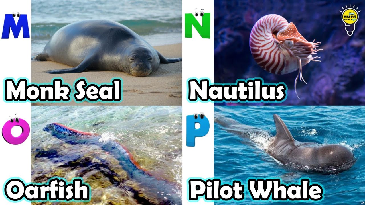 ABC phonics animals | ABC Sea Animals song | English and Animals for ...