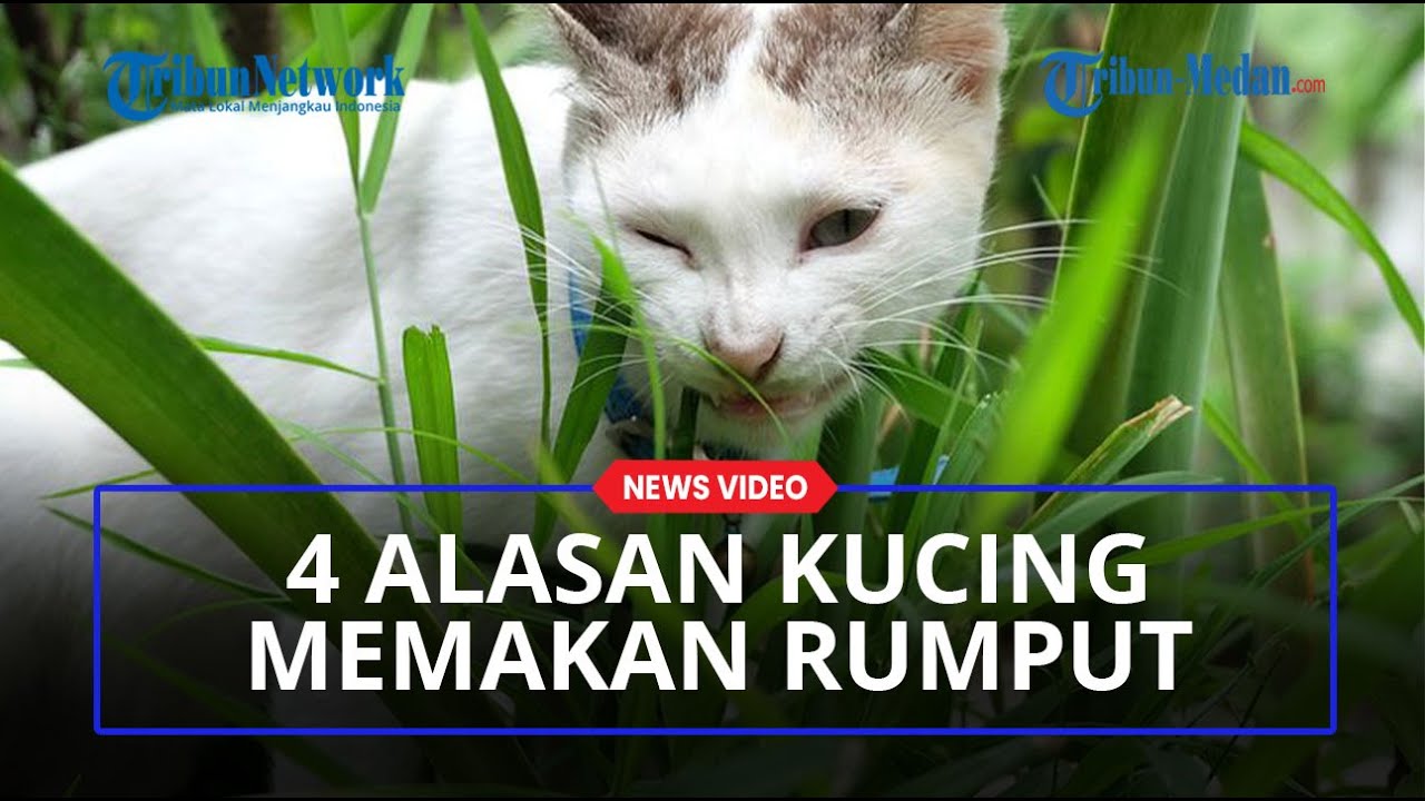 Inilah 4 Alasan Kucing Memakan Rumput - YouTube