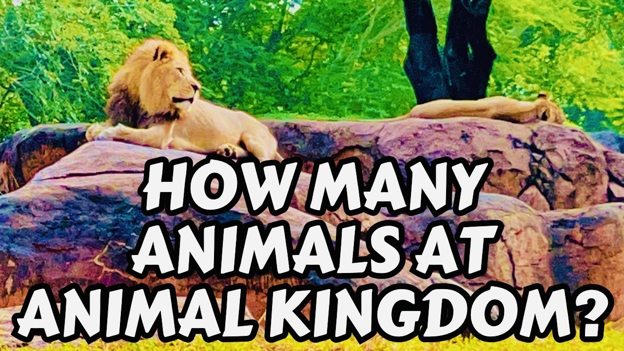 Animal Kingdom Wildlife Count: How Many Animals Can We See? - YouTube