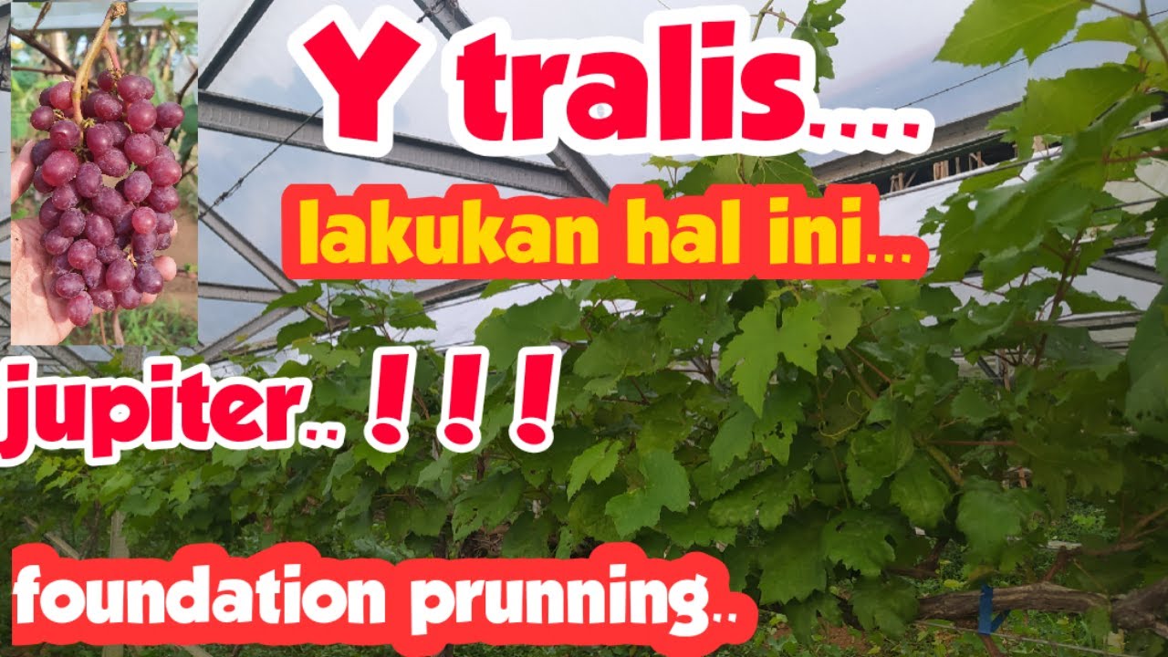 Jupiter... Foundation prunning..!! Lakukan hal ini agar tidak gagal .. - YouTube