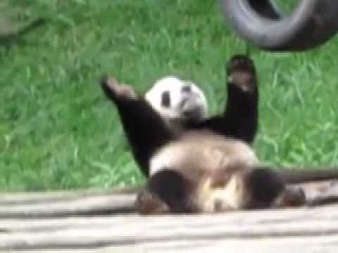 Panda with Swag