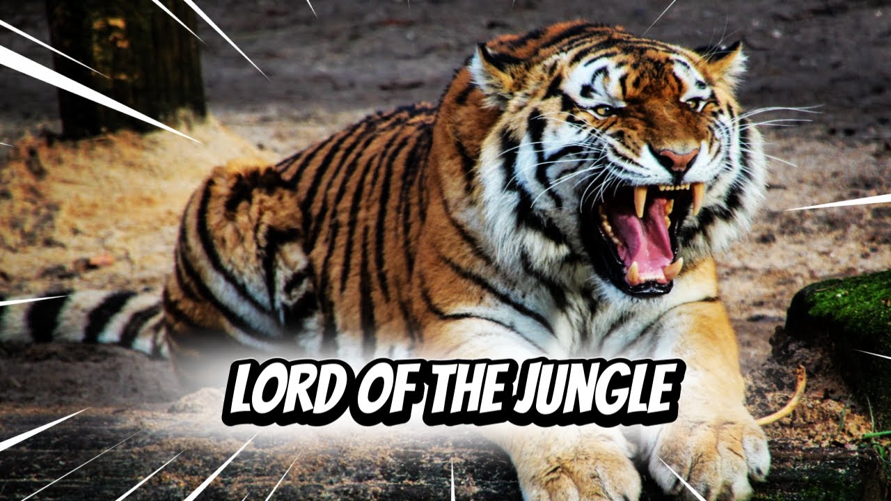 Tiger: 10 Mind-Blowing Facts About the Ultimate Predator - YouTube