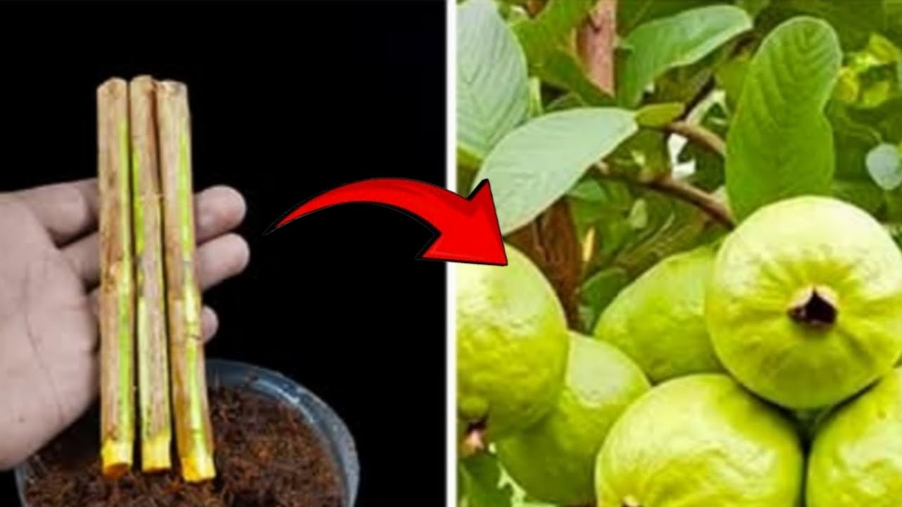 How to Grow a Guava Plant at Home from Cuttings | Easy Step-by-Step ...