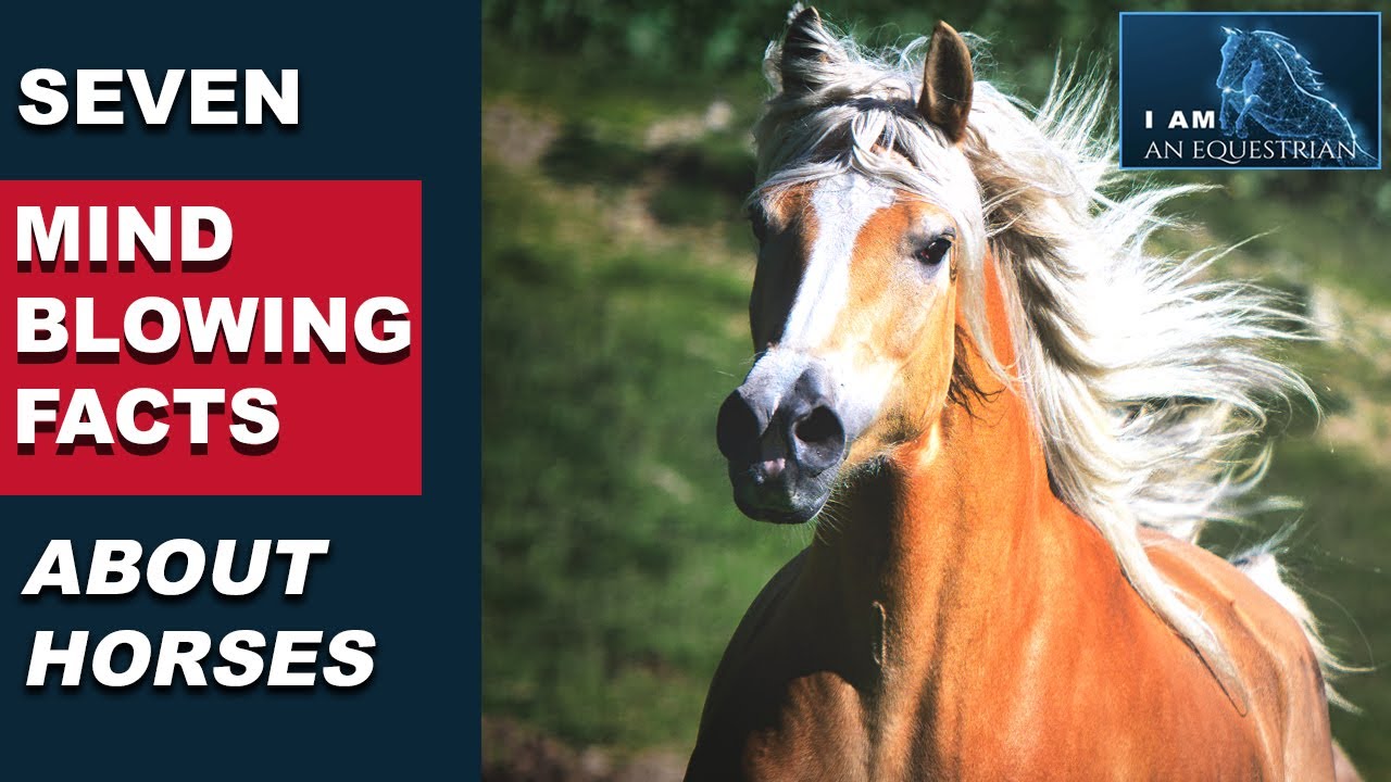 TOP 7 HORSE FACTS | Science Backed Incredible HORSE FACTS You Never ...