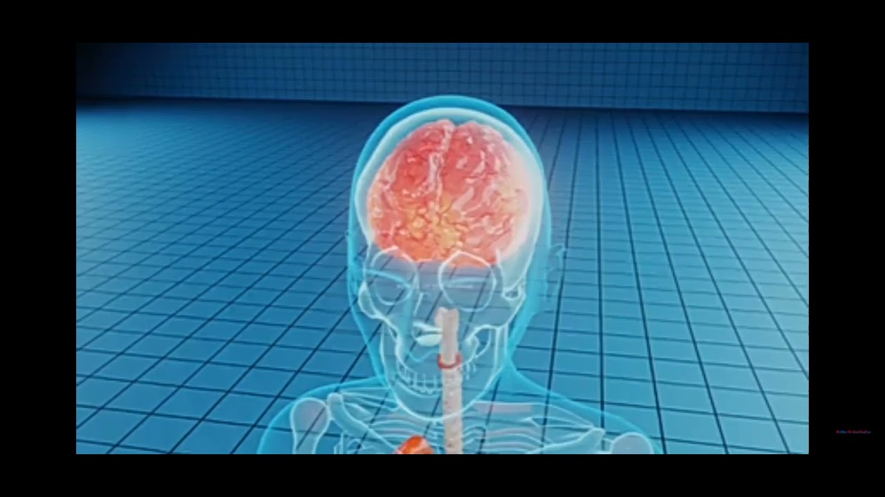 human brain 🧠 transplants - YouTube
