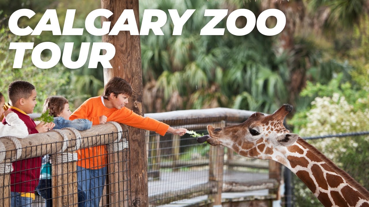 Calgary Zoo Full Walking Tour - YouTube
