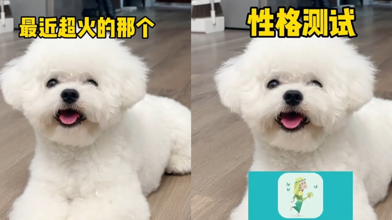 ENFP就是最暖的快樂小狗！#萌寵 #寵物 #pets#shorts - YouTube