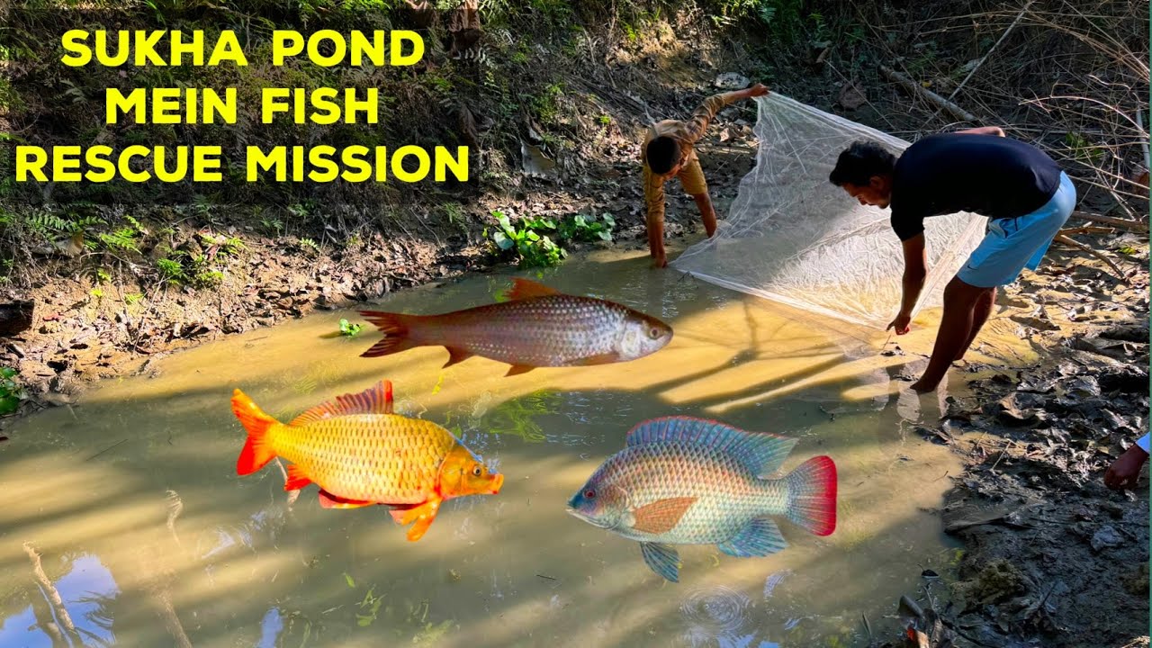 Fish Rescue Mission in a Village Pond ️💙😢🙏 - YouTube