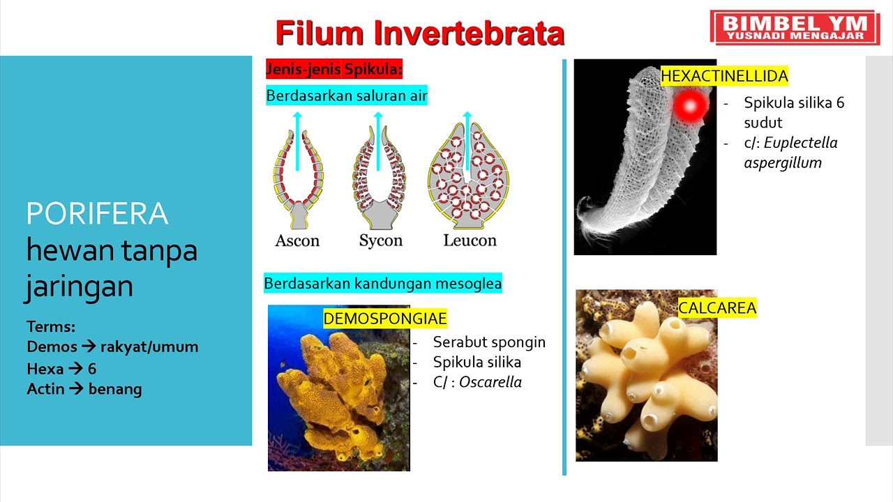 Materi Animalia Invertebrata (Part 1) - YouTube