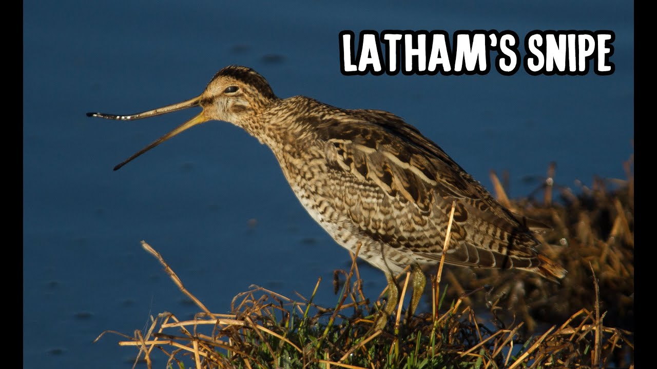 Latham's Snipe Project - YouTube