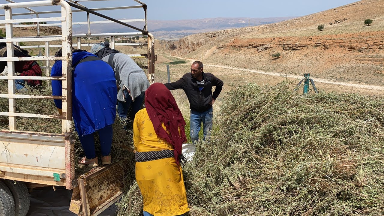 50,000 sqm of ZAATAR (Origanum syriacum) Harvest in Al Taybeh Village ...