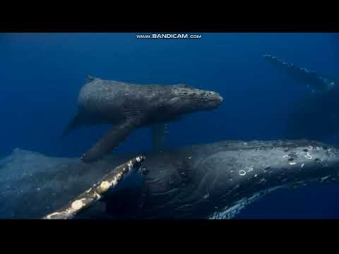 Opening to DuckTales: Woo-oo! 2017 DVD - YouTube