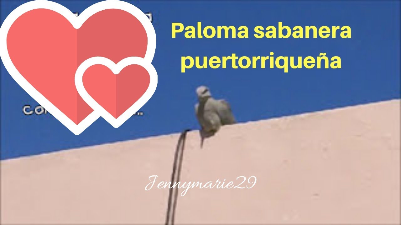 PALOMA SABANERA PUERTORRIQUEÑA - YouTube