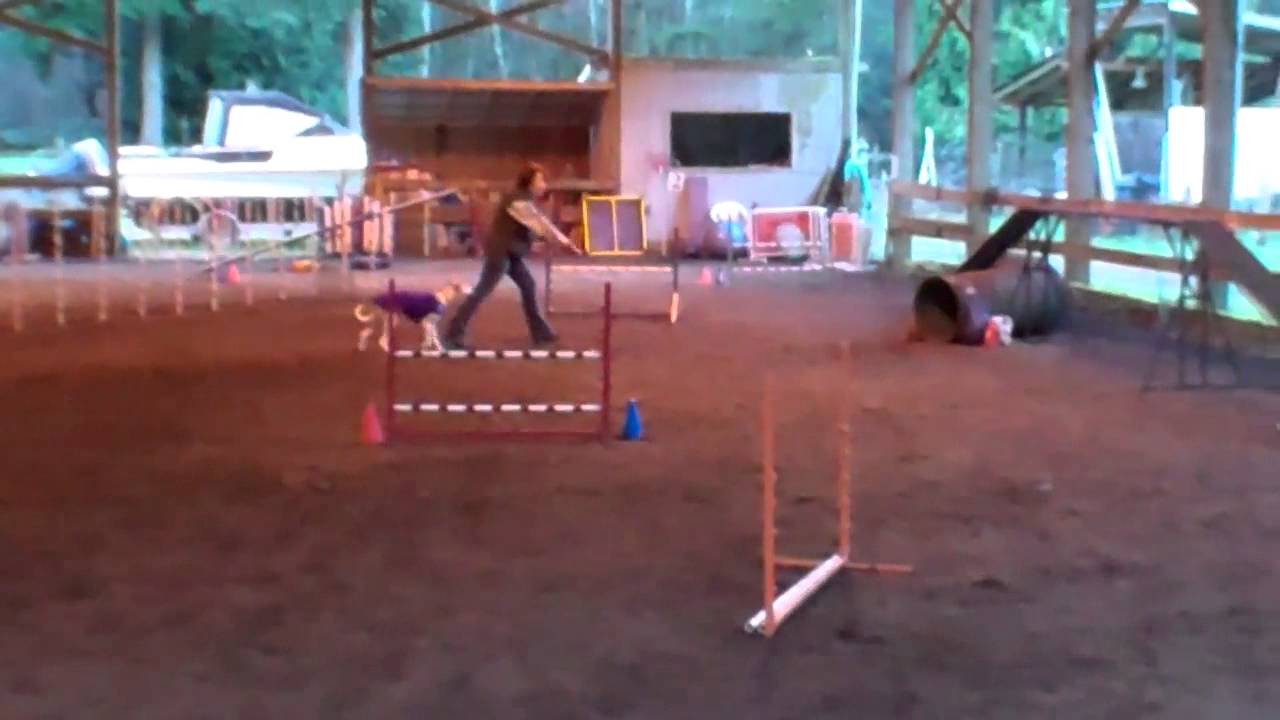 the need for a right turn in dog agility - YouTube