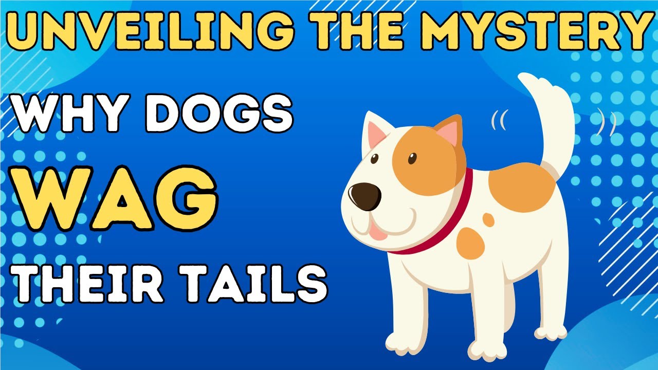 Unveiling the Mystery: Why Dogs Wag Their Tails - YouTube