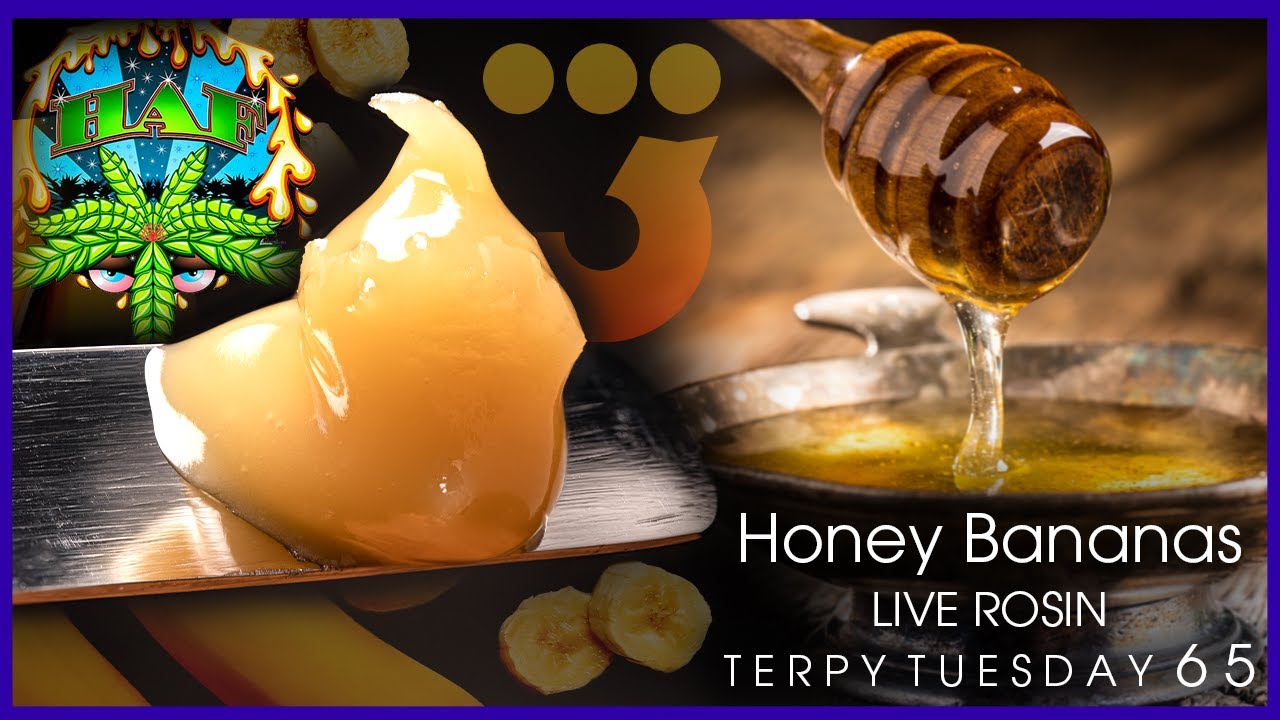 Terpy Tuesday Ep. 65: Hash And Flowers Honey Bananas Live Rosin - YouTube