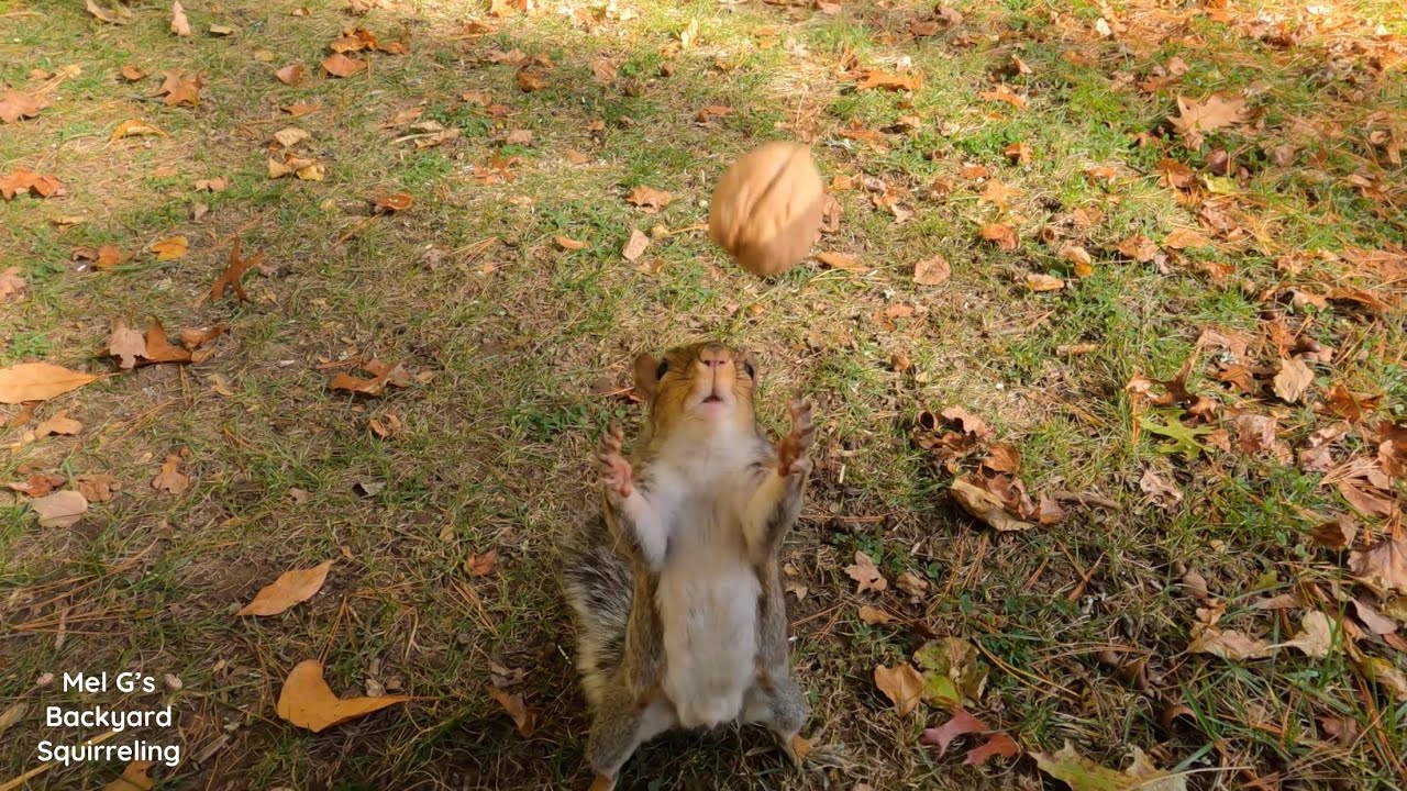 Squirrel Catch - YouTube