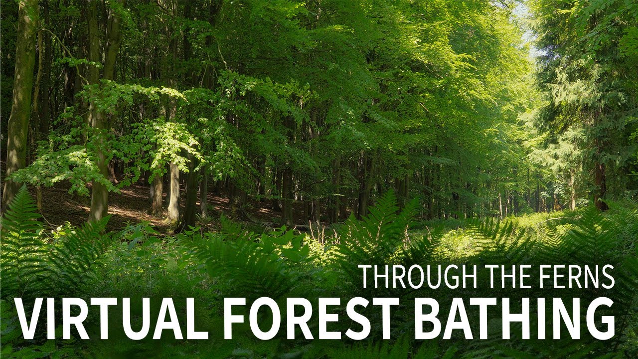 Virtual Forest Bathing - Meditation - Relaxing sounds - Spring Woodland ...