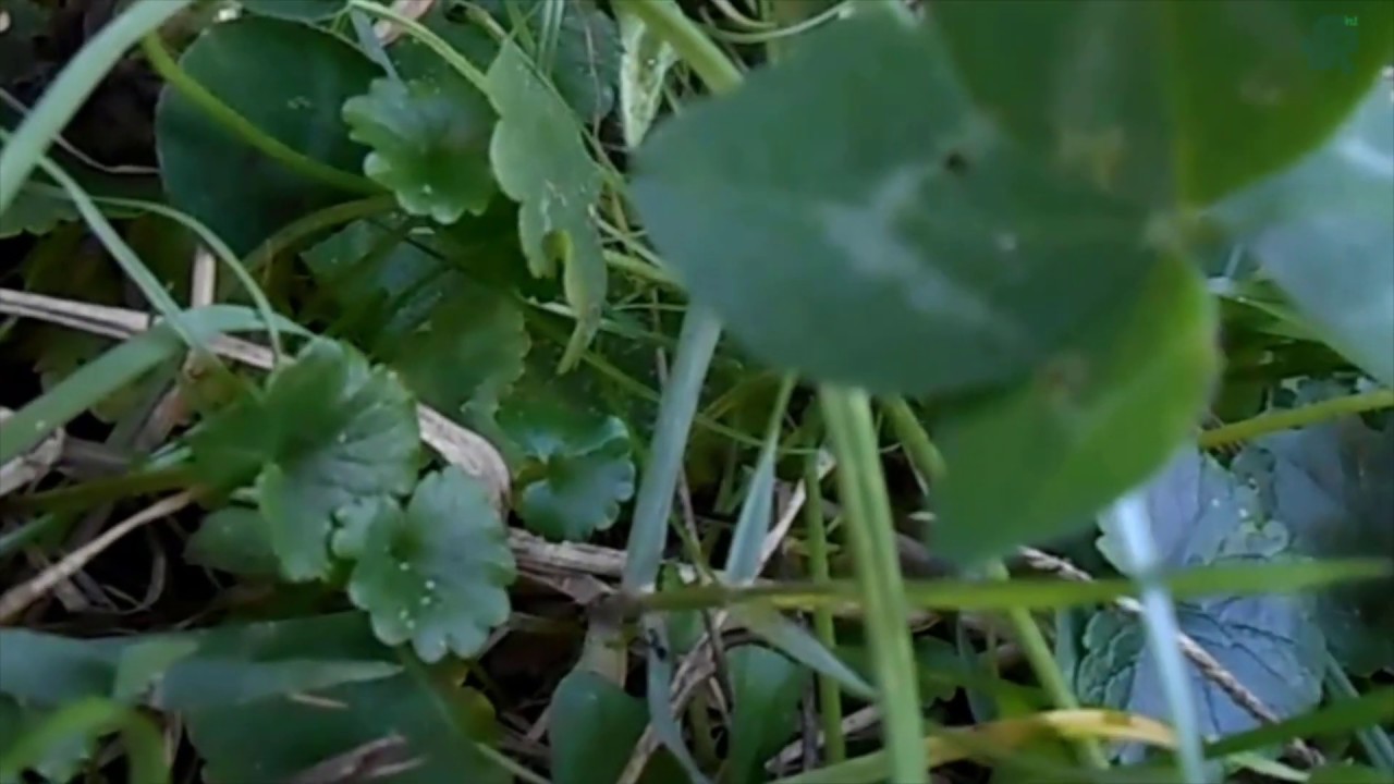 Nature has the power to offer more beauty in four leaf tree. - YouTube