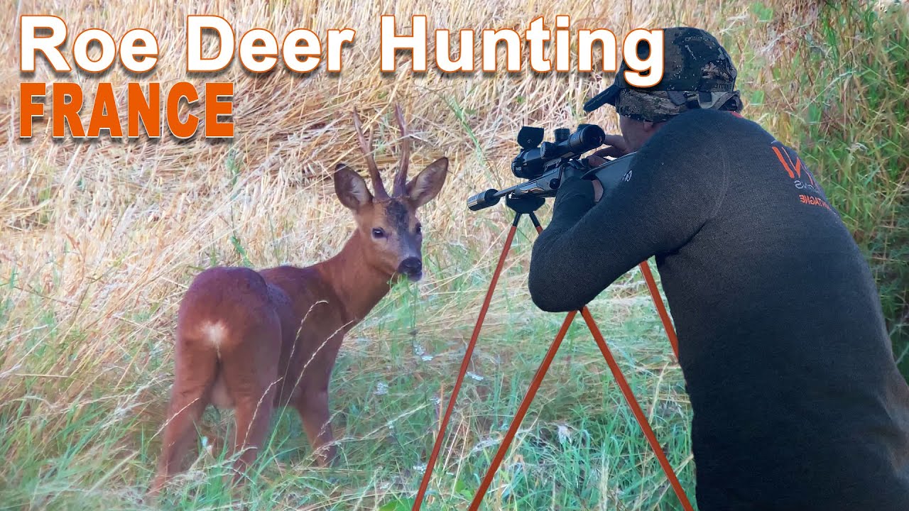 Roe Deer Hunting in France // Chasse au Brocard (Cheuvreuil) en France ...