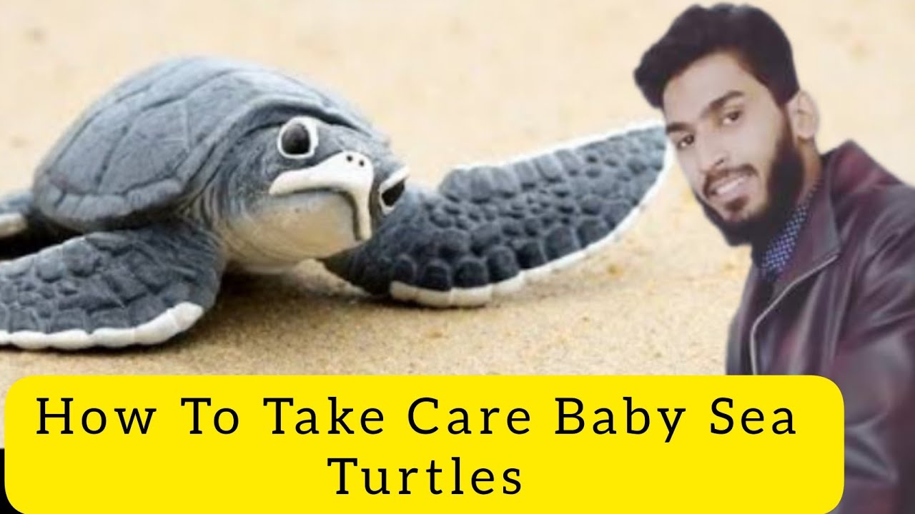 How to Take care Black Baby Sea Turtles | Mechartistic Rafay - YouTube