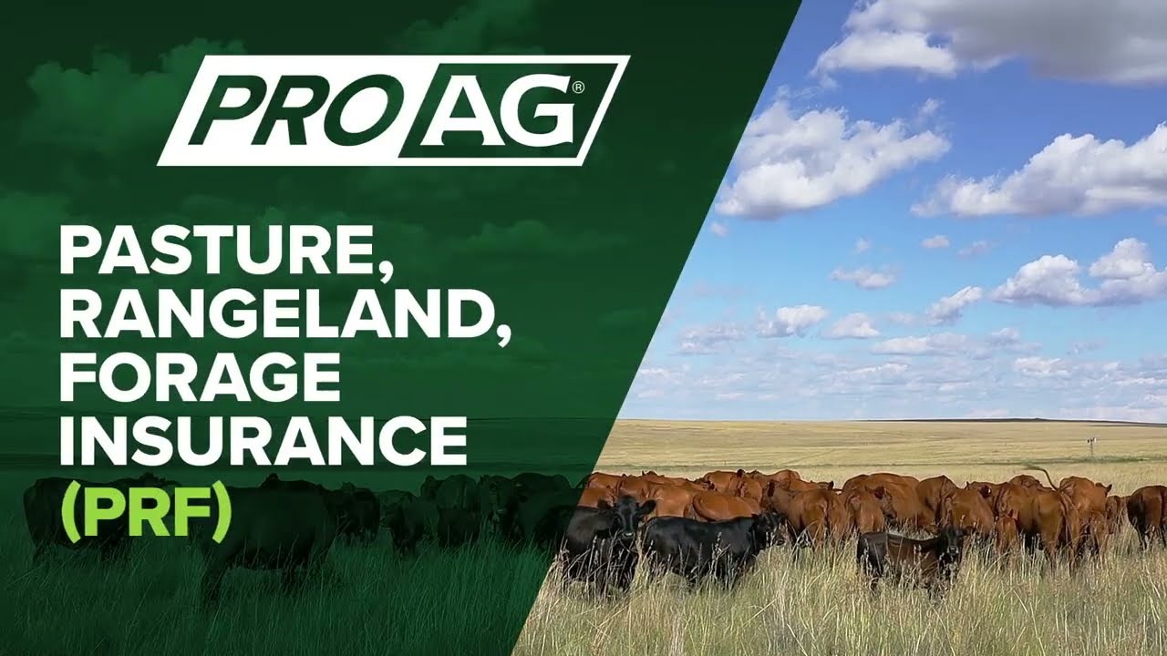 Breaking Down the Basics of Pasture, Rangeland, Forage (PRF) Insurance ...