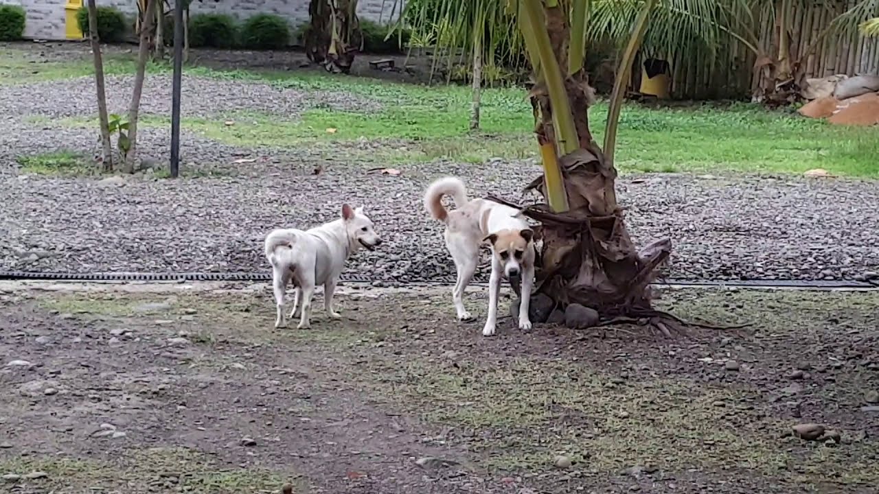 Dogs fooling around - YouTube