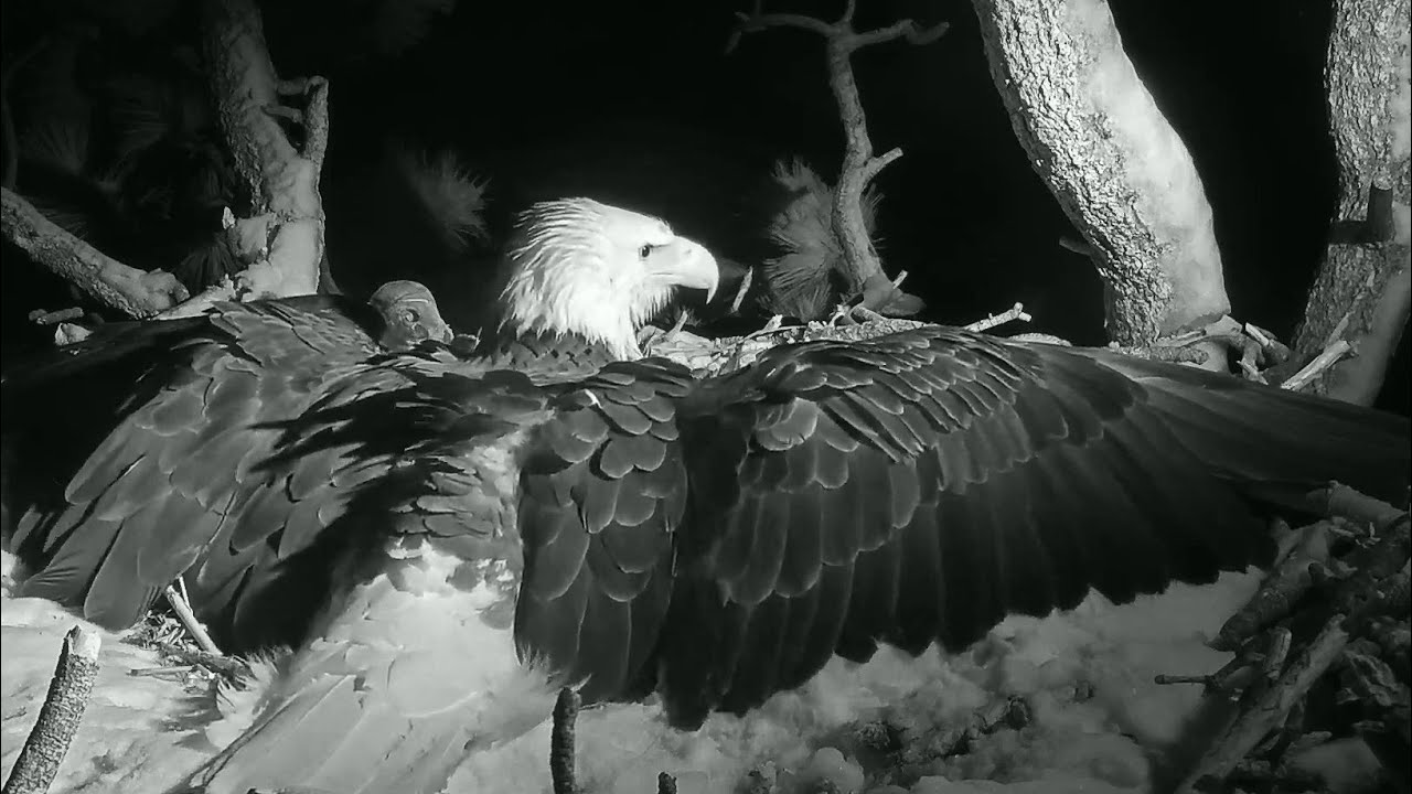 Big Bear Eagles~Fiona is around 😁 that poor thing is hungry~9:47 pm ...