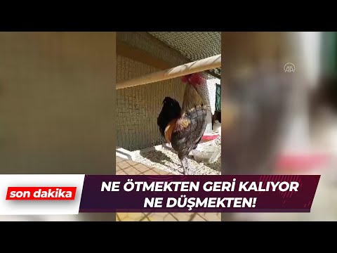 Öterken Bayılan Horoz Viral Oldu! | Son Dakika Haber