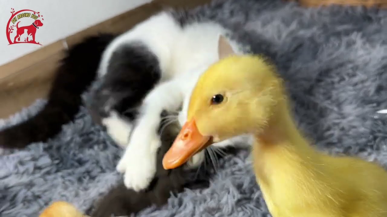 Day in the life of Cat and little Duck | ️🐾So Cute Cat and Duck ️🐾 ...