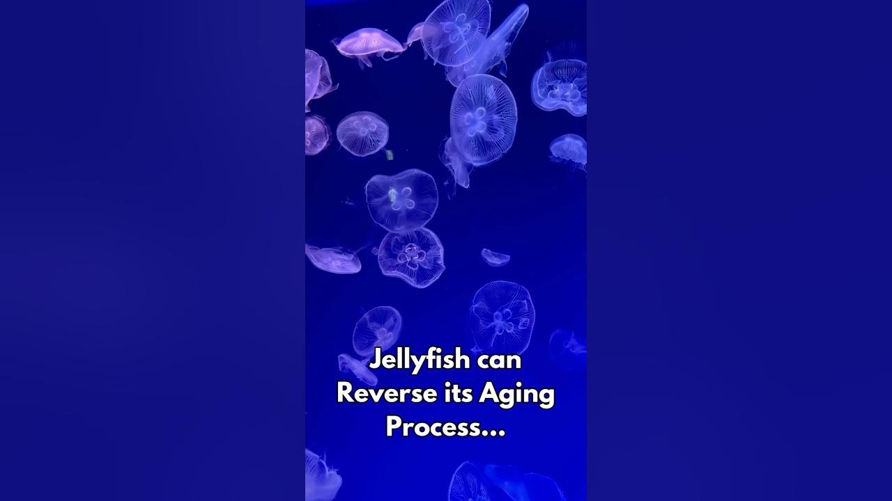 The Only Immortal Animal in the World! - YouTube