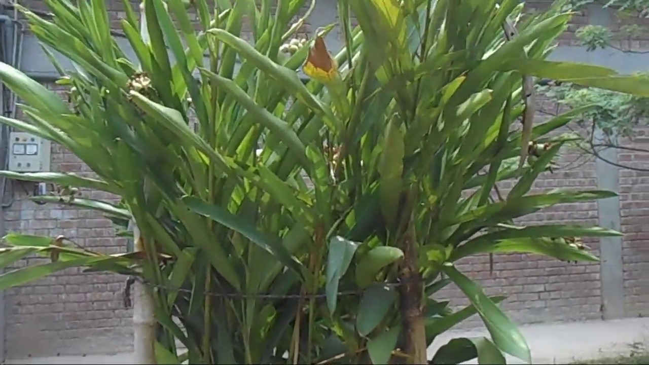 Cardamon Tree By #Tipsandinfotube# - YouTube