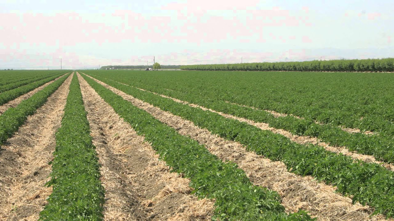 Video 3 Conservation Tillage Tomato Cropping Systems - YouTube